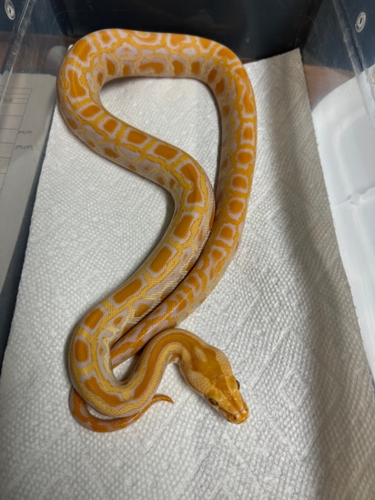 Male Albino Burmese Python by BurmDonor Pythons