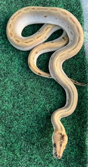 Champagne Green Burmese Python by BurmDonor Pythons