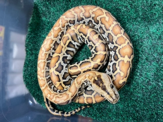 Champagne Burmese Python by BurmDonor Pythons