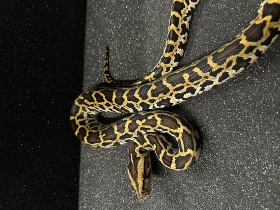Normal Burmese Python by BurmDonor Pythons