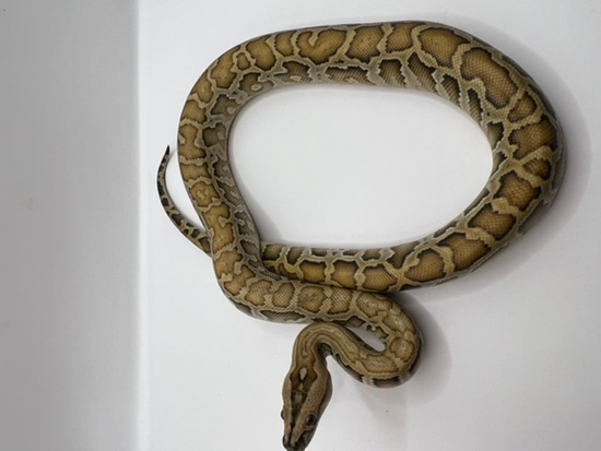 Champagne Burmese Python by BurmDonor Pythons