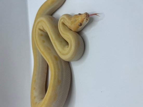 Champagne Albino Green Burmese Python by BurmDonor Pythons