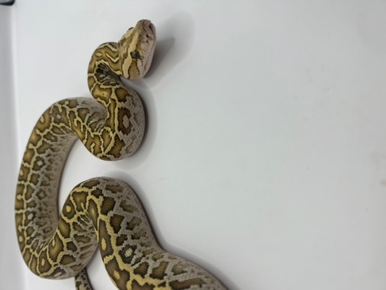 Hypo Het Pied Burmese Python by BurmDonor Pythons