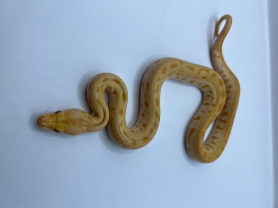 Patternless Albino Burmese Python by BurmDonor Pythons