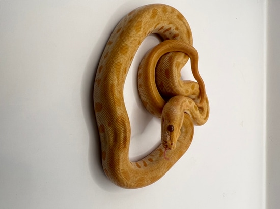 Patternless Albino Burmese Python by BurmDonor Pythons