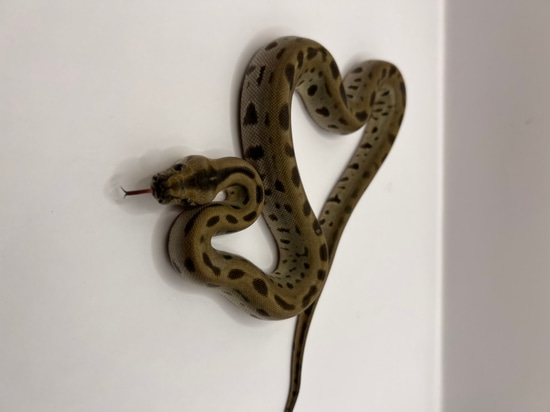 Patternless “Green Burmese Python by BurmDonor Pythons