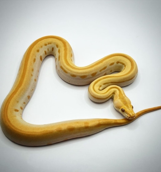 Albino Green Het Champagne Burmese Python by BurmDonor Pythons