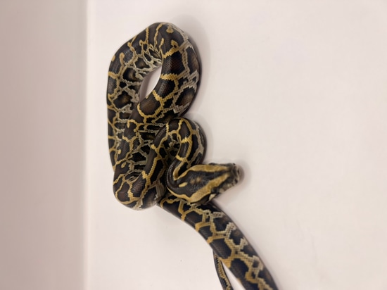 Normal Het Champagne Burmese Python by BurmDonor Pythons