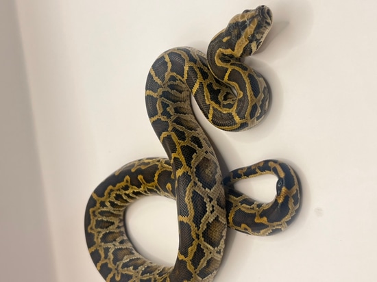 Normal Het Champagne Burmese Python by BurmDonor Pythons