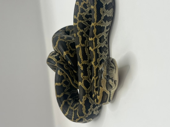 Normal Het Champagne Burmese Python by BurmDonor Pythons