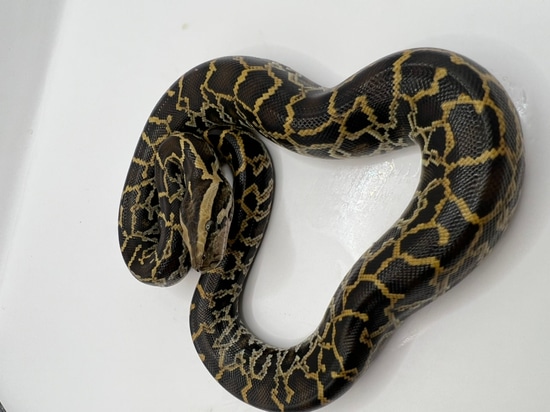 Normal 100% Het Labyrinth Pos Het GC Caramel Burmese Python by BurmDonor Pythons