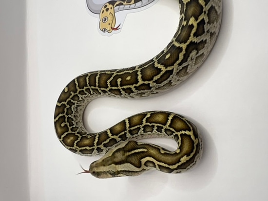 Hypo Het Lab Pos Het Gc Caramel Burmese Python by BurmDonor Pythons
