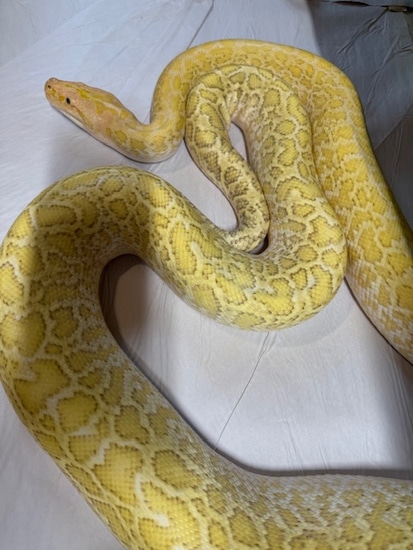 Hypo Granite Het Caramel Burmese Python by BurmDonor Pythons