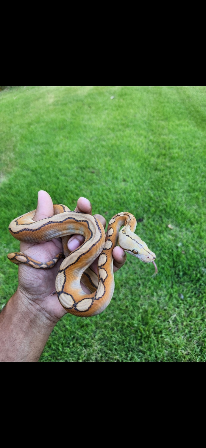 SUPER FRIENDLY Mochino Motley Sunfire Reticulated Python by Peter ...