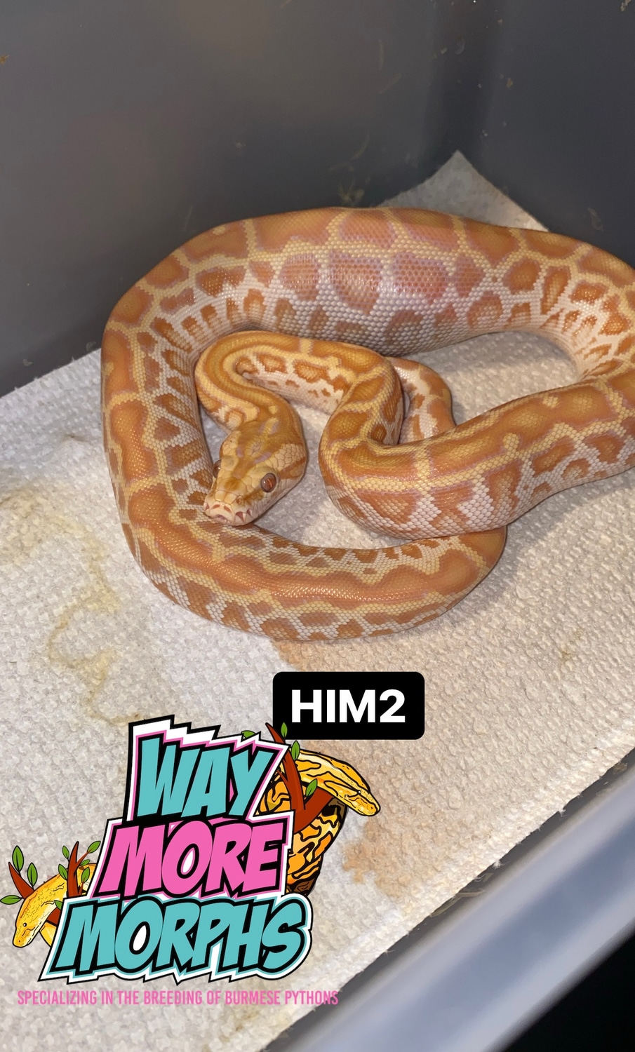 Pearl 100% Het Labyrinth Burmese Python by Way More Morphs - MorphMarket