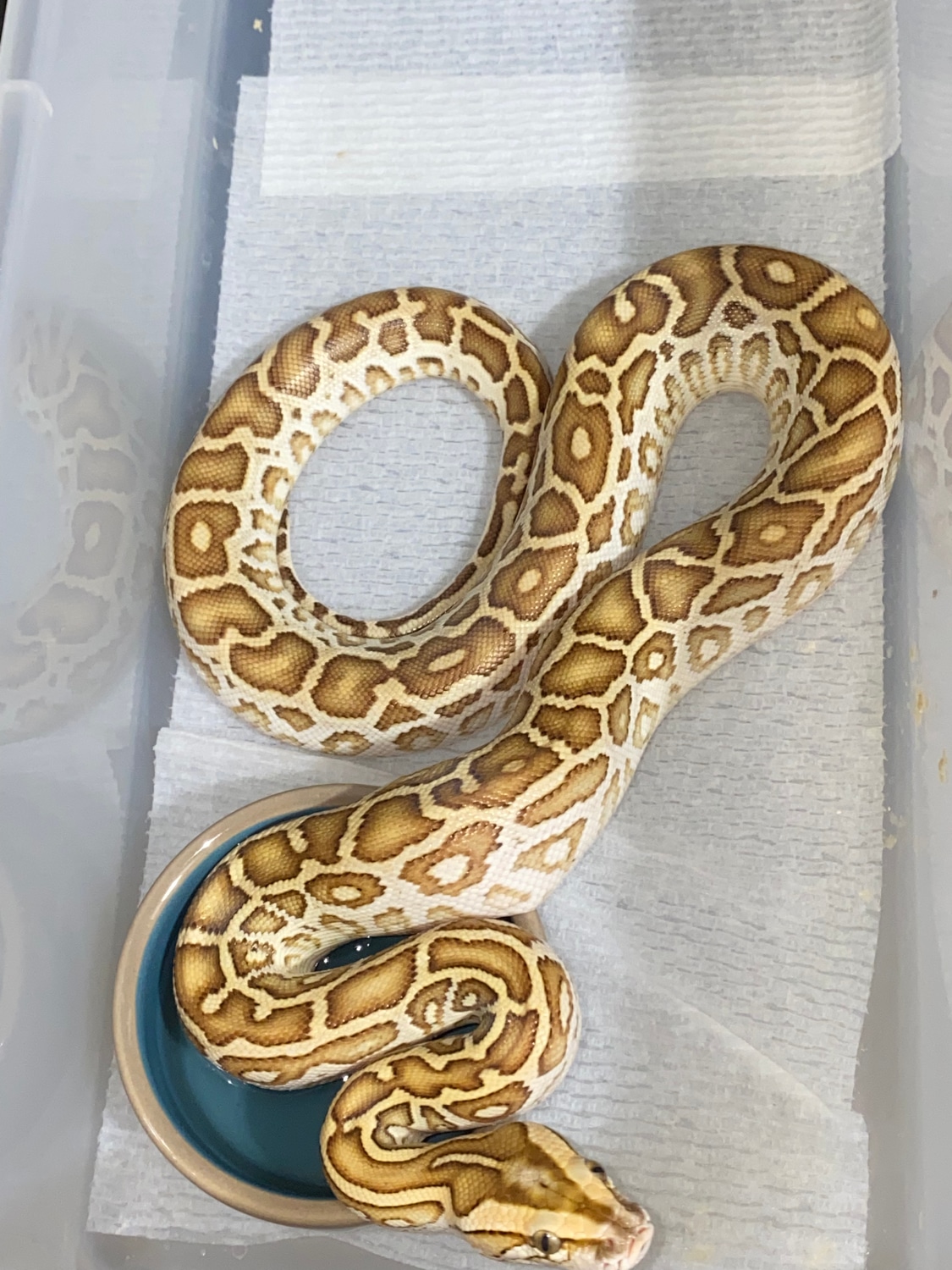 (Sale) Hypo 100% Het Champagne 66% Albino 50% Green Granite Burmese ...