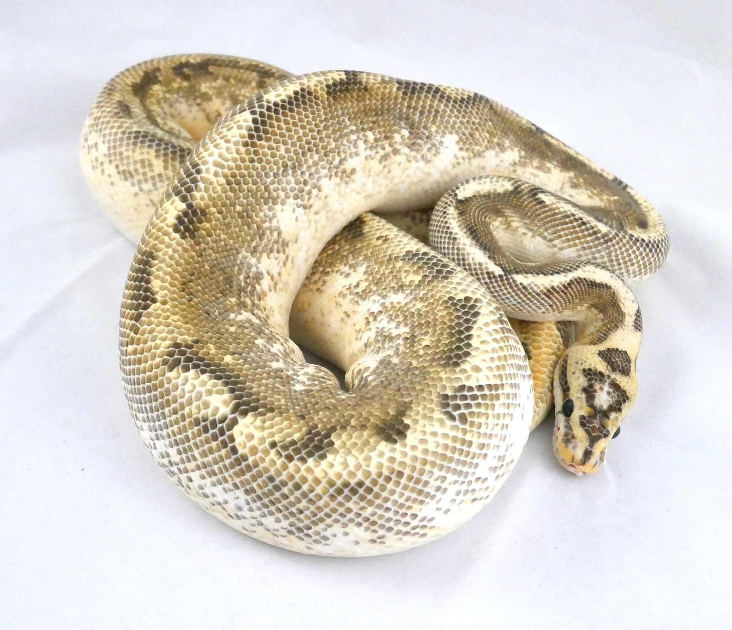 Enchi Freeway Spider Ball Python by Burner-Reptiles - MorphMarket