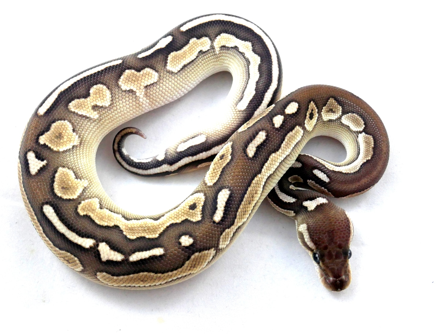 Cinnamon Lesser 100% Het Ultramel Ball Python by Burner-Reptiles ...