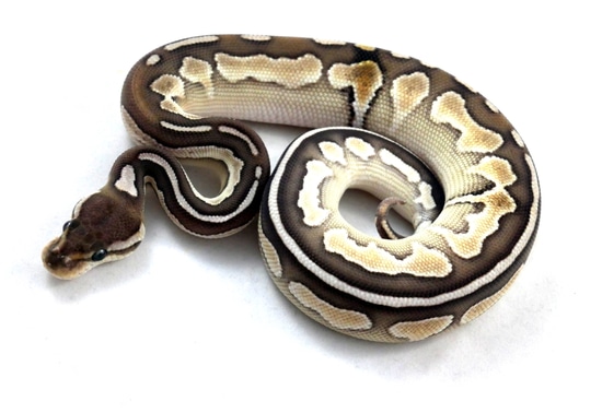 (Paradox)Cinnamon Lesser 100% Het Ultramel Ball Python by Burner-Reptiles