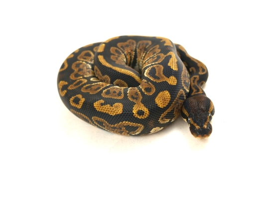 Circle Ball Python by Burner-Reptiles
