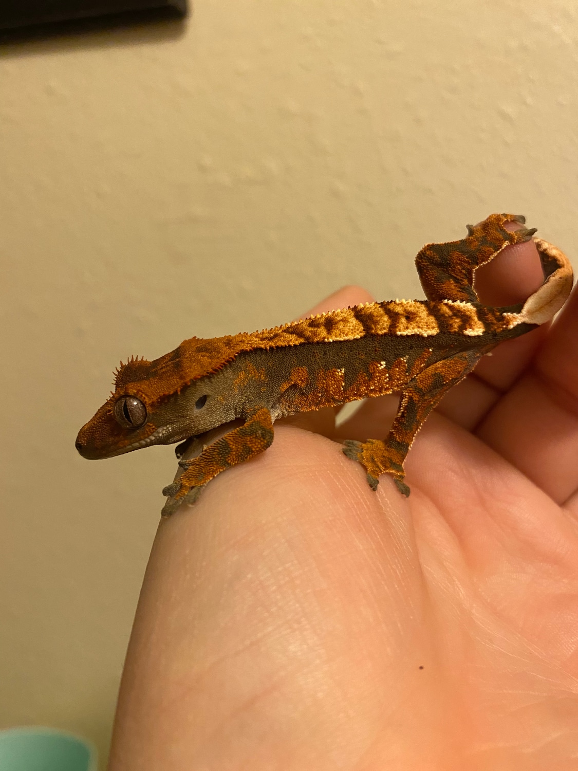 Dark Base Harlequin Crested Gecko by The Order of the Geckos - MorphMarket