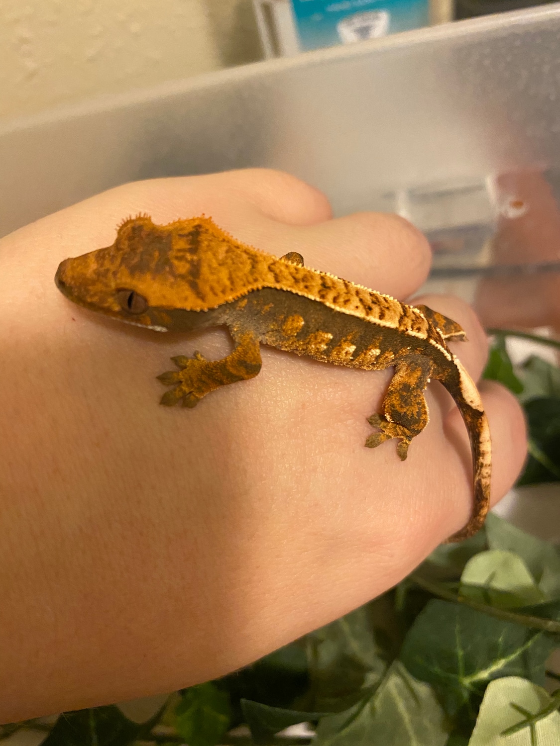 Dark Base Partial Pinstripe Harlequin Crested Gecko by The Order of the ...