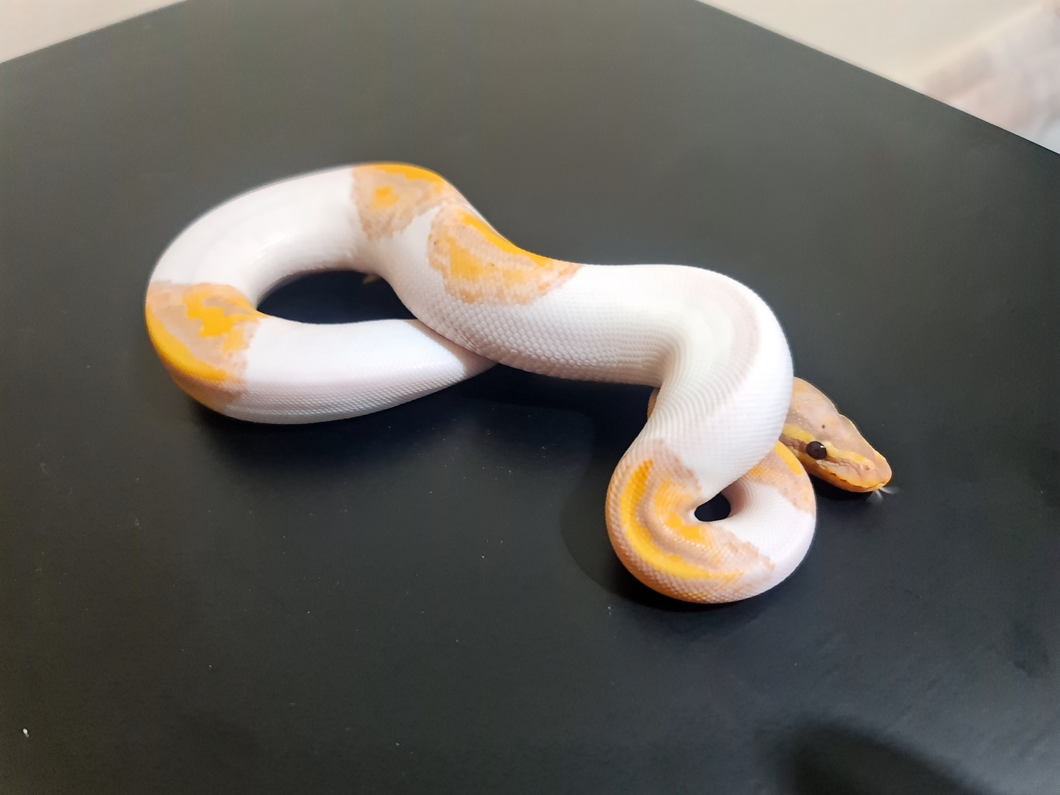 Coral Glow Pied Ball Python by Ryan's Royals - MorphMarket