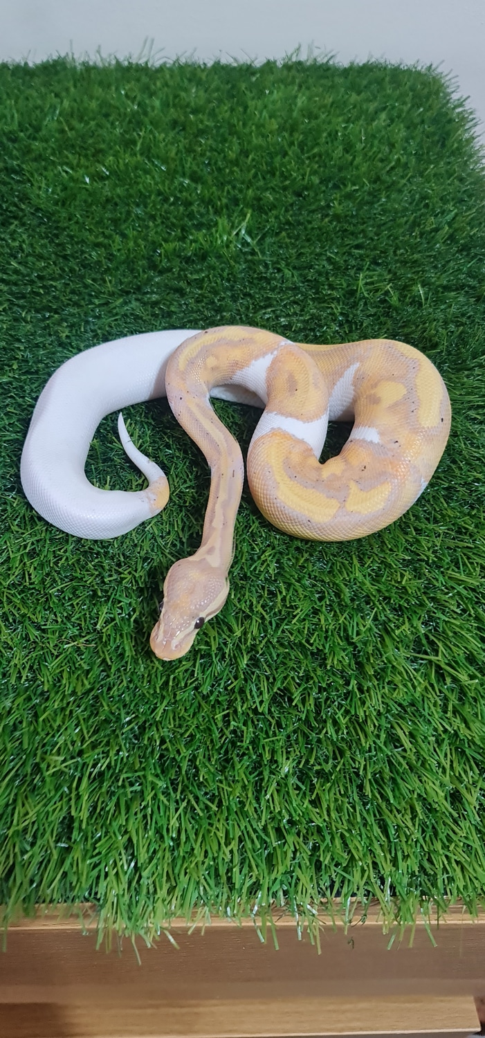 Stunning Coral Glow Pied Ball Python by Ryan's Royals - MorphMarket