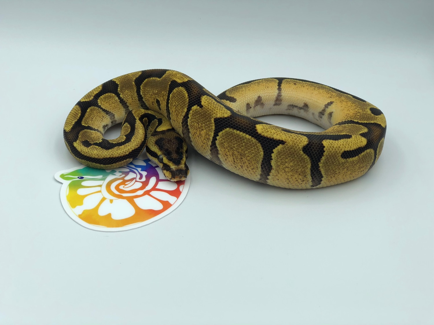 Enchi Fire Ball Python by Happy People Pythons - MorphMarket