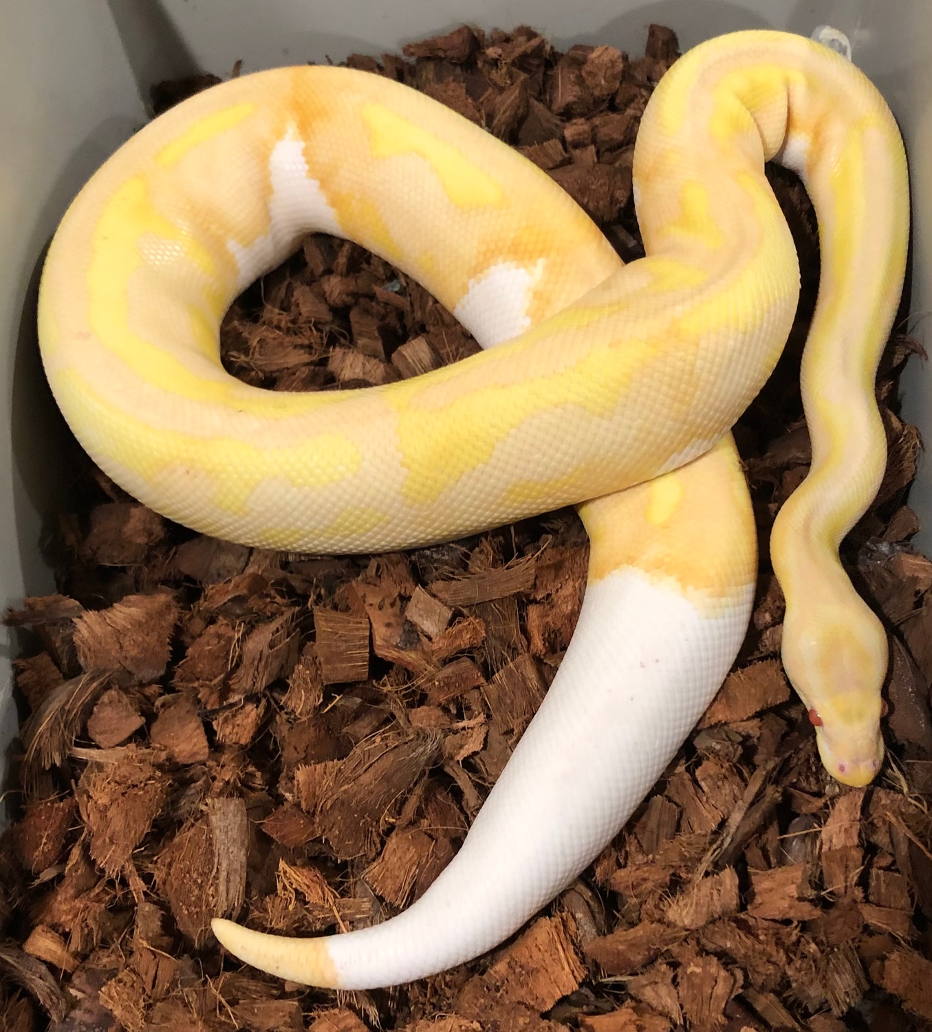 Albino Pied *RTB* Ball Python by Happy People Pythons - MorphMarket