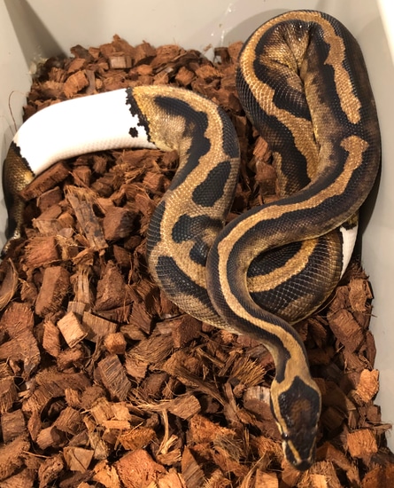 Piebald *RTB* Ball Python by Happy People Pythons