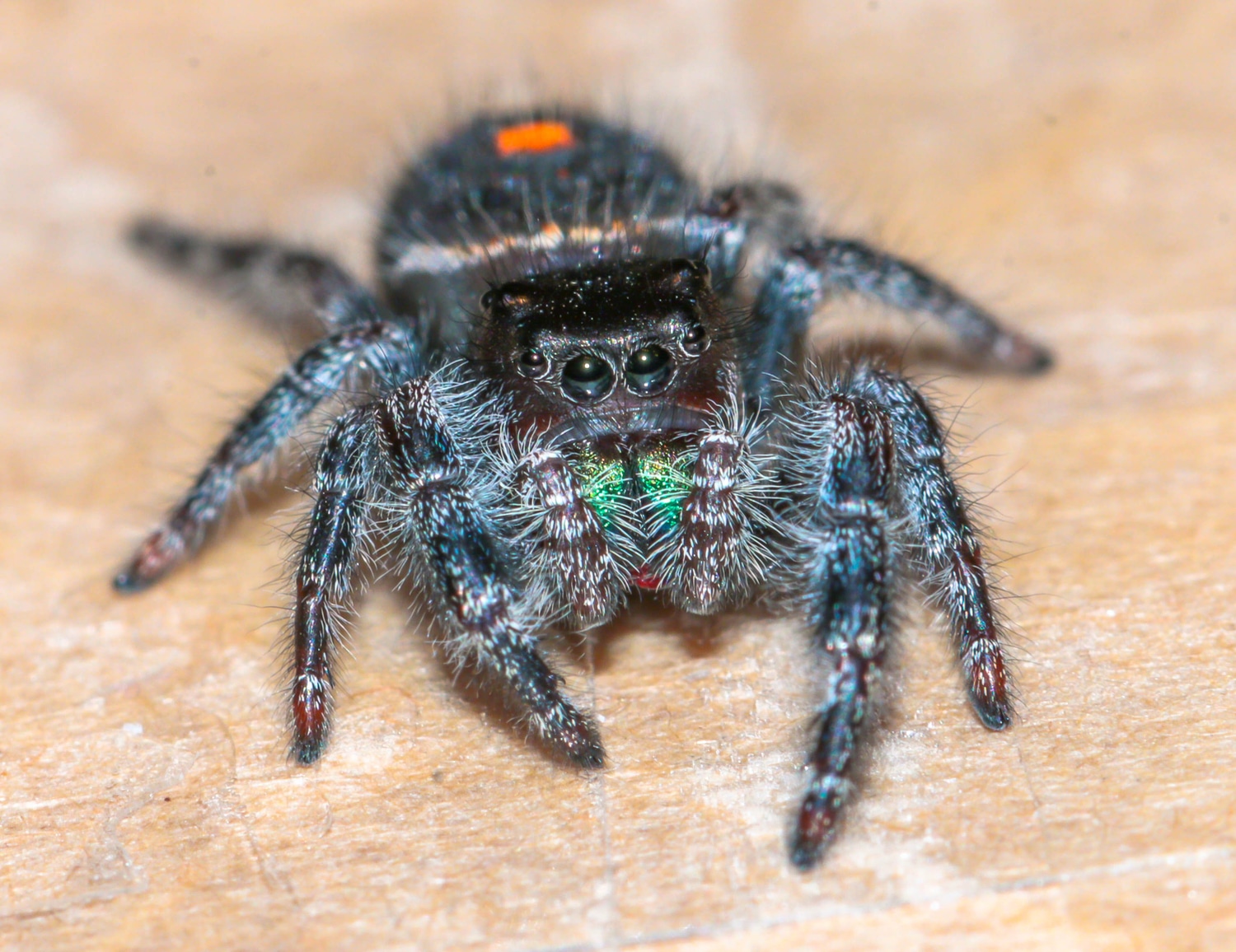 Phidippus Audax True Spider by Spider Farm - MorphMarket