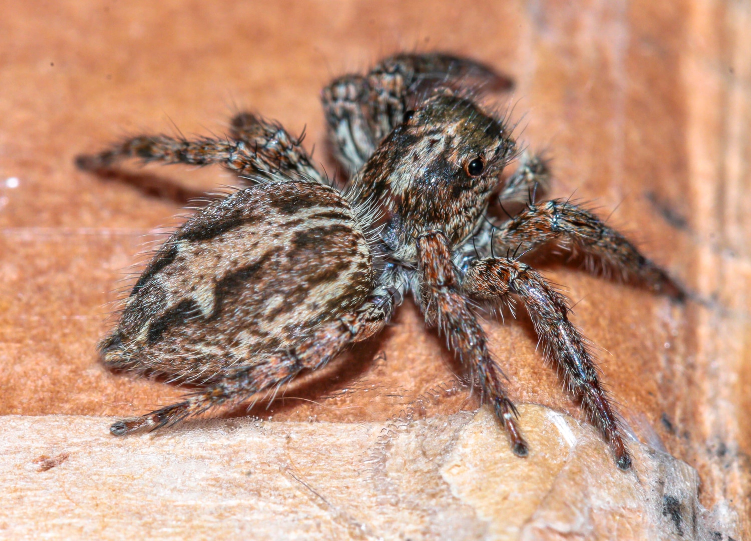 Jumping Spider Pantropical Jumper Plexippus Paykulli True Spider by ...