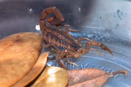 Centruroides Vittatus – (Texas) - Striped Bark Scorpion by Spider Farm