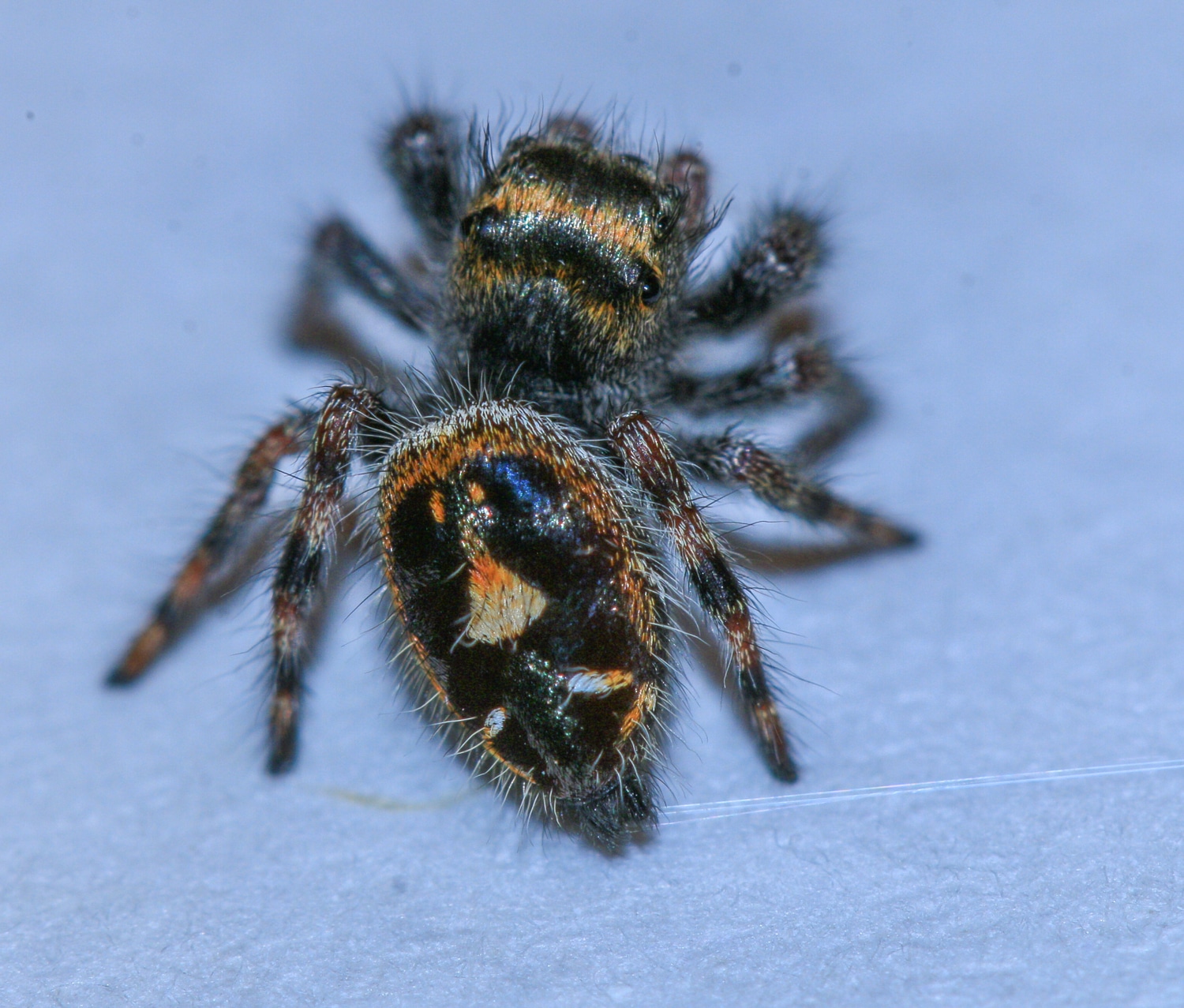 Jumping Spider Phidippus Audax True Spider by Spider Farm - MorphMarket