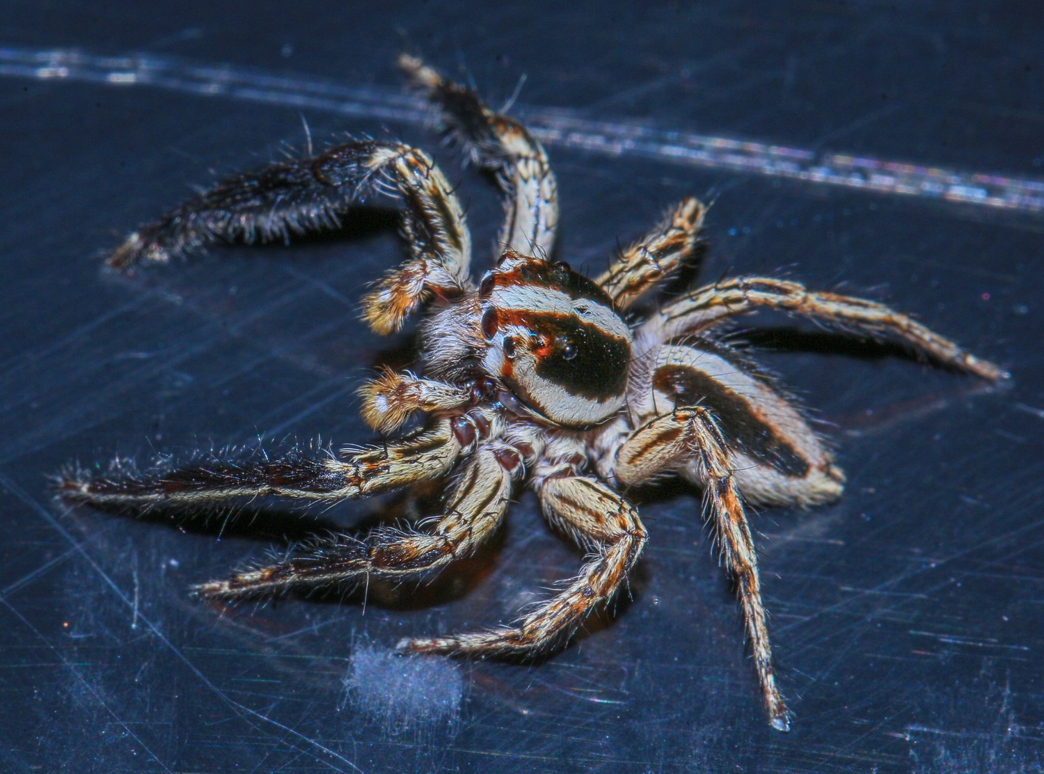 Jumping Spider Pantropical Jumper True Spider by Spider Farm - MorphMarket