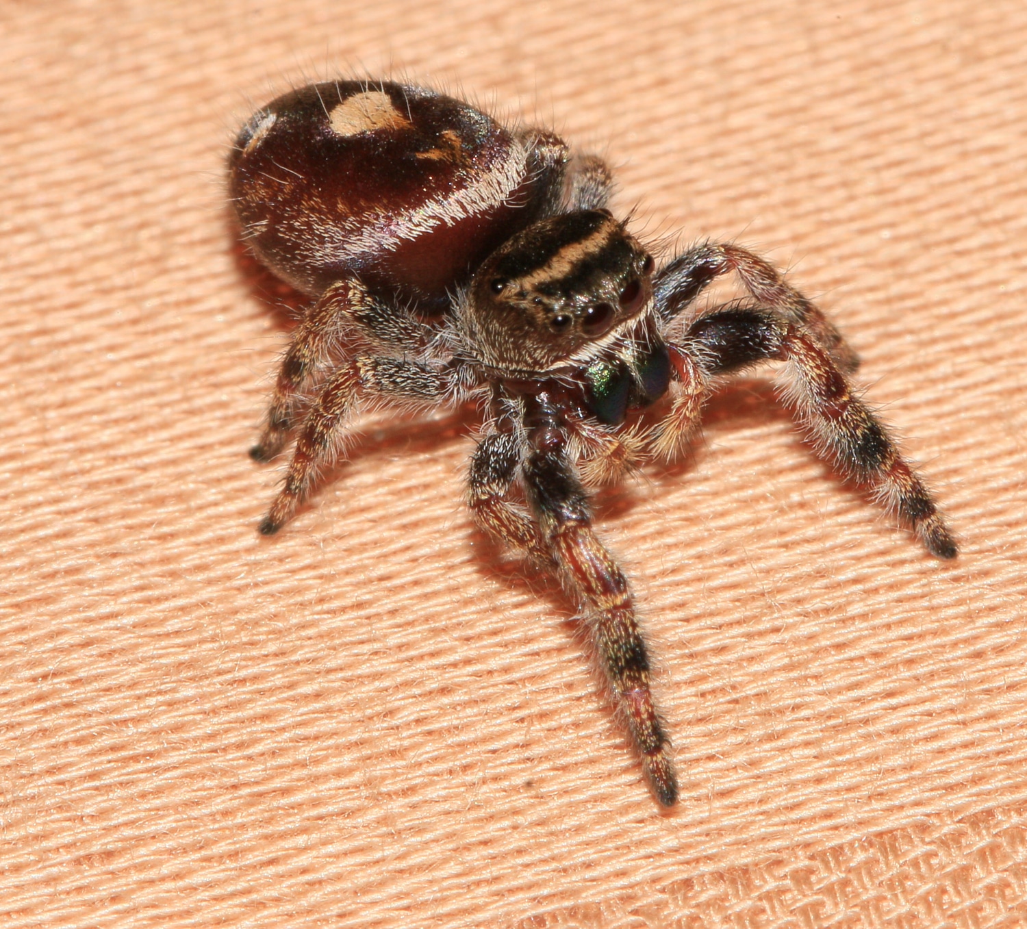 Jumping Spider Phidippus Audax/ Are Sold With One Free Jumper/Ask If ...