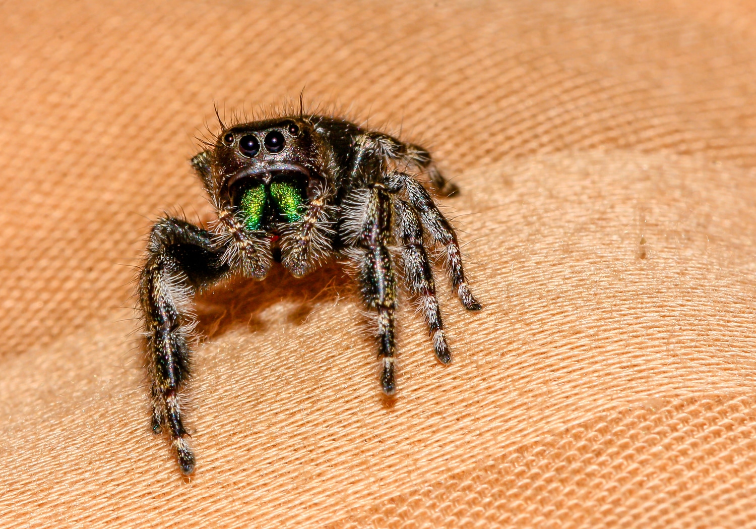 Jumping Spider Phidippus Audax True Spider by Spider Farm - MorphMarket