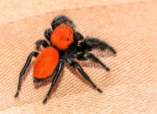 Phidippus Cardinalis Jumping Spider by Spider Farm