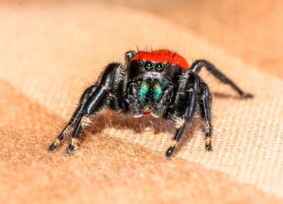 Phidippus Cardinalis Jumping Spider by Spider Farm