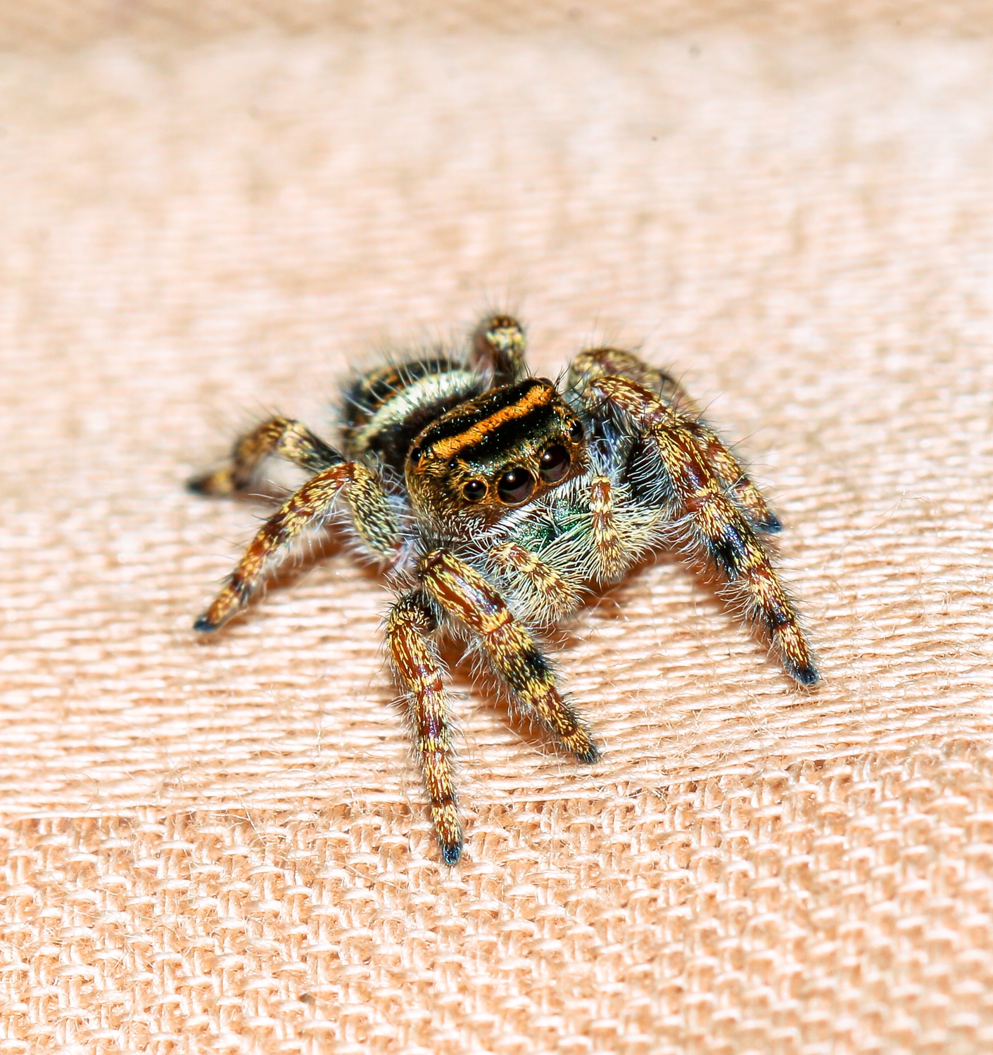 Jumping Spider Phidippus Audax True Spider by Spider Farm - MorphMarket