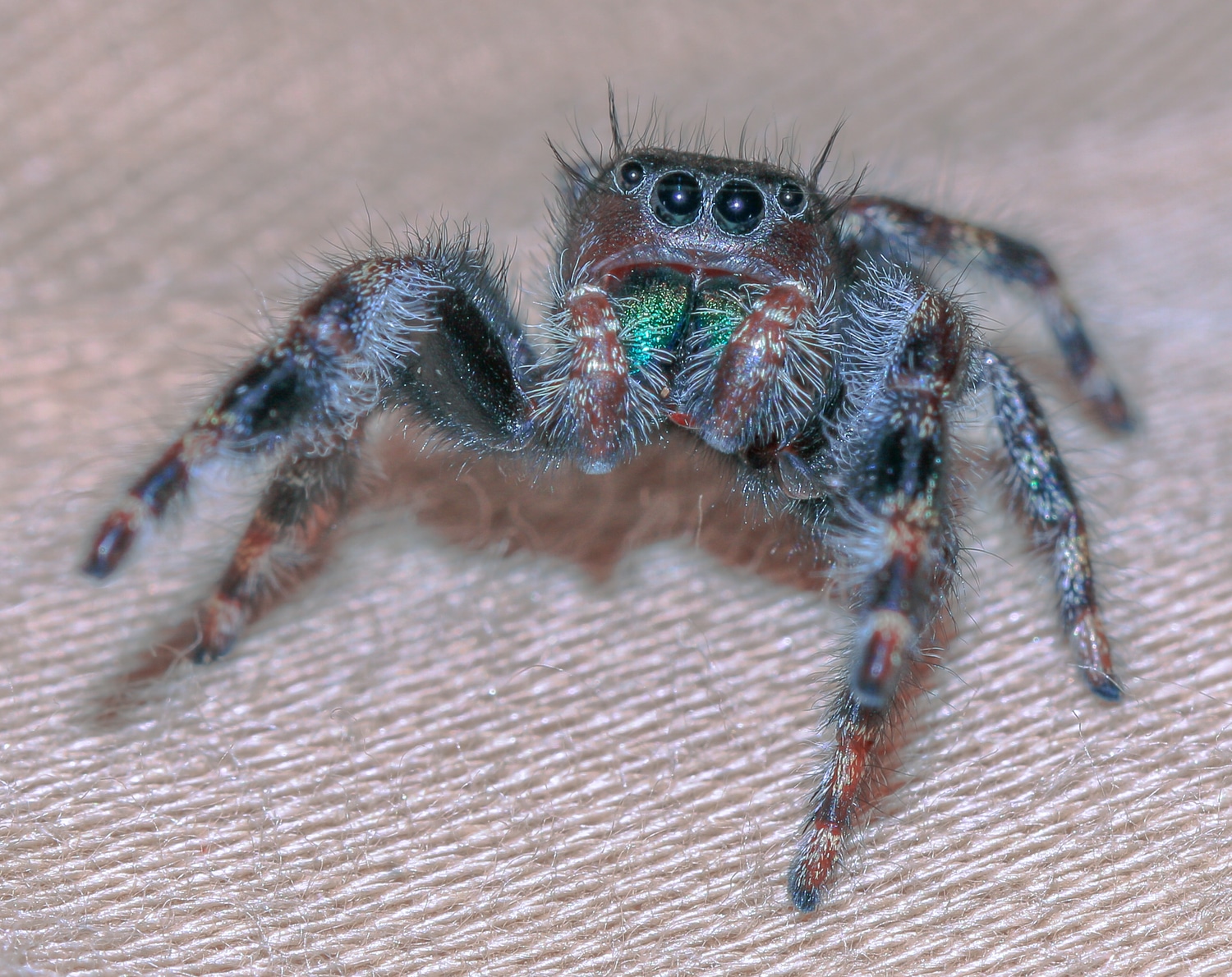 Jumping Spider Phidippus Audax True Spider by Spider Farm - MorphMarket