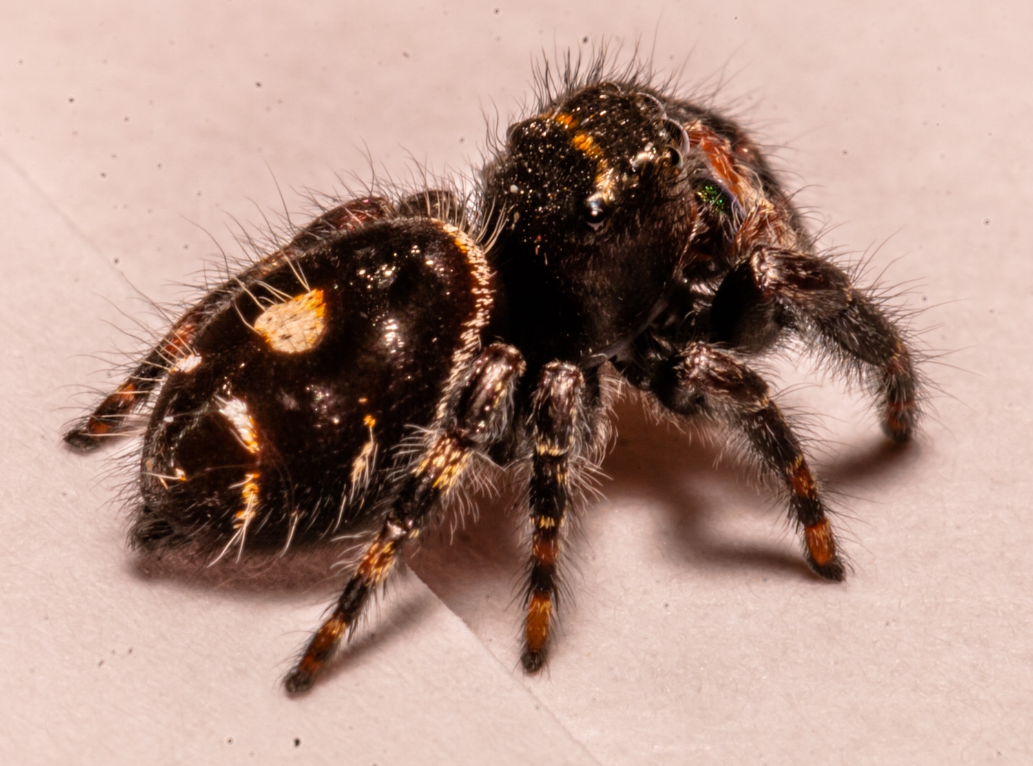 Jumping Spider Phidippus Audax True Spider by Spider Farm - MorphMarket