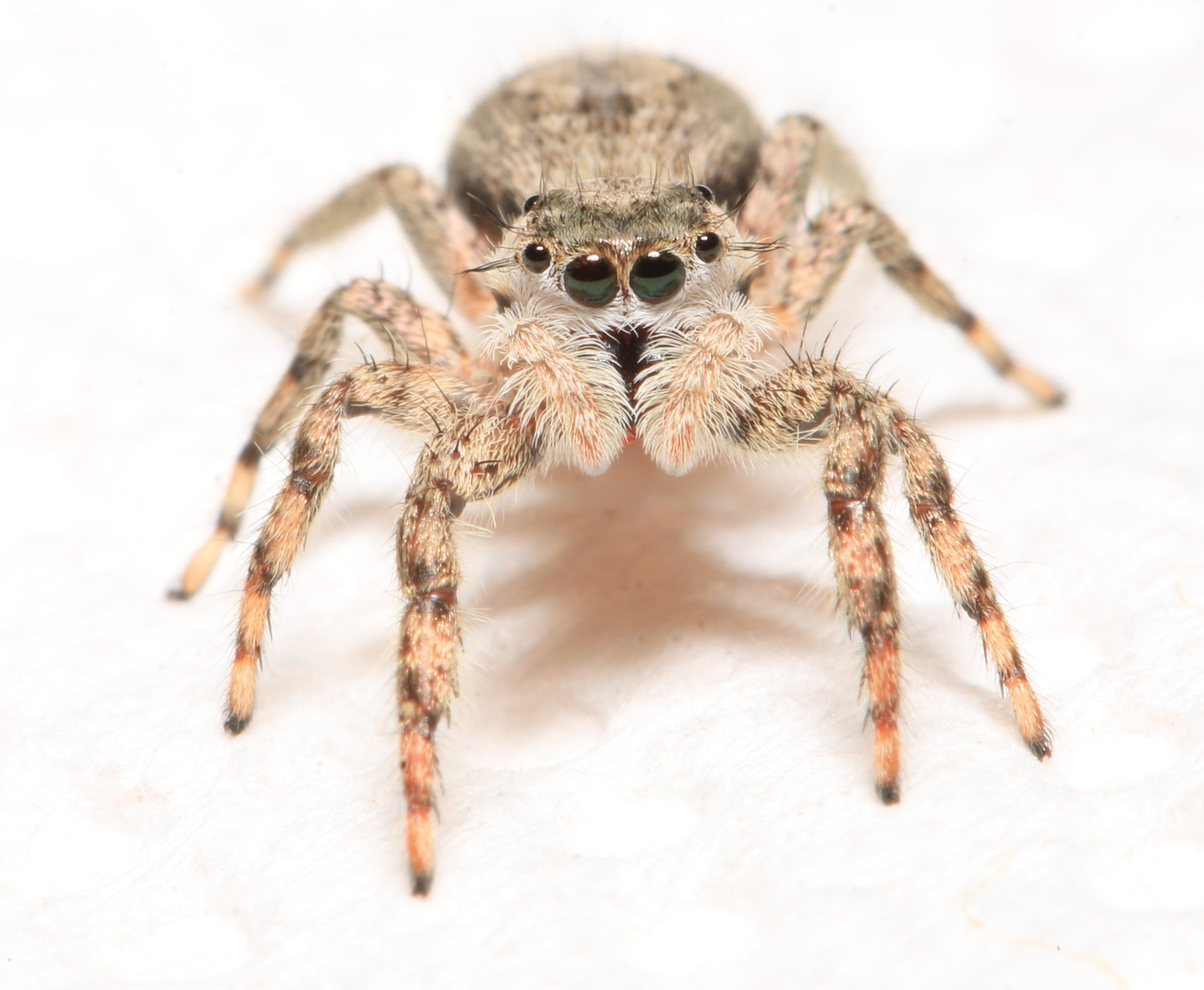 Gray Wall Jumping Spider, Menemerus Bivittatus/Buy One Get Another Half ...