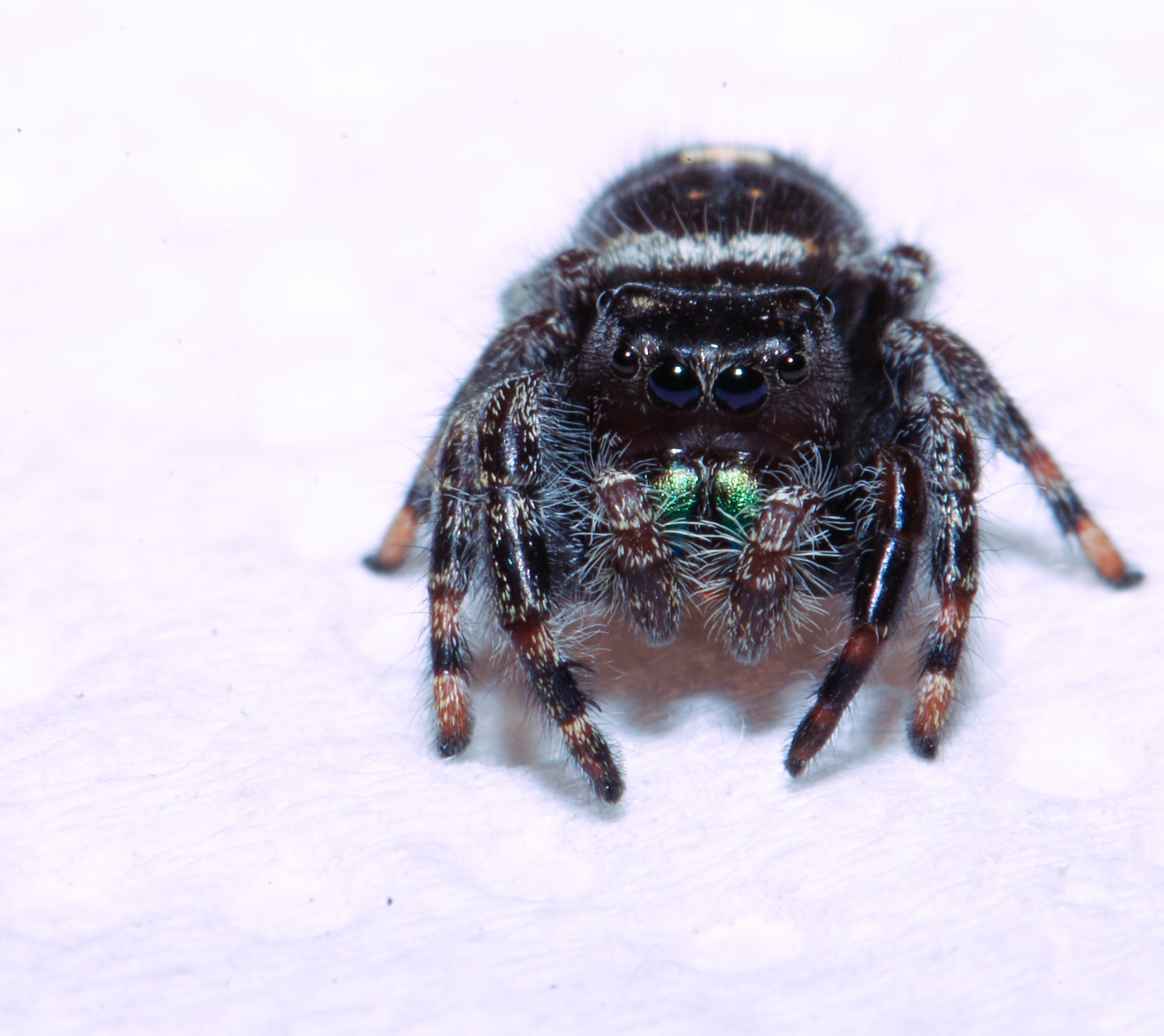 Jumping Spider Phidippus Audax True Spider by Spider Farm - MorphMarket