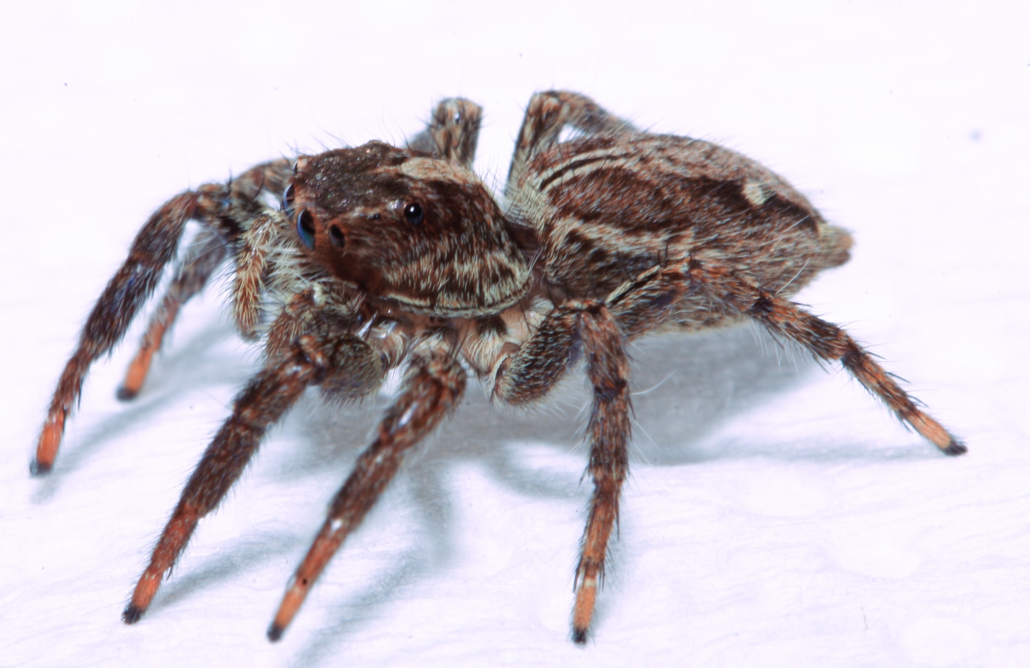 Jumping Spider Pantropical Jumper True Spider by Spider Farm - MorphMarket