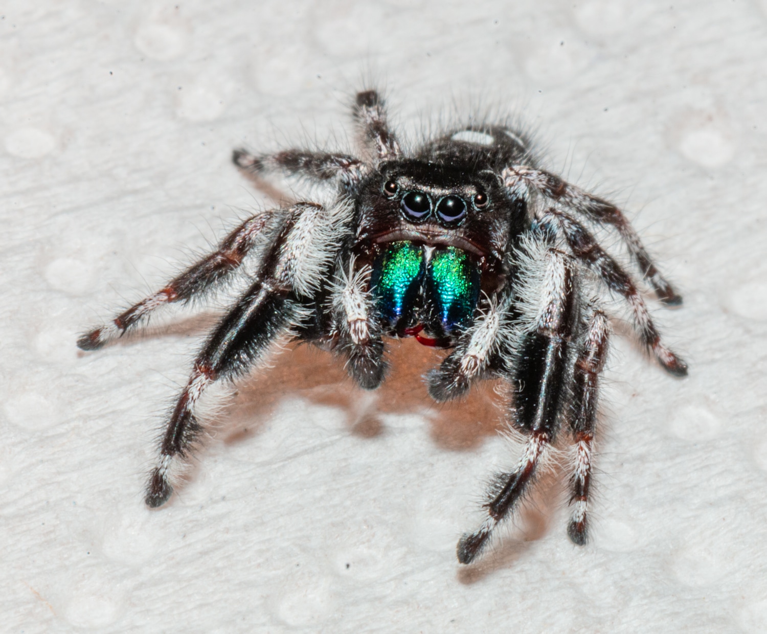 Jumping Spider Phidippus Audax True Spider by Spider Farm - MorphMarket