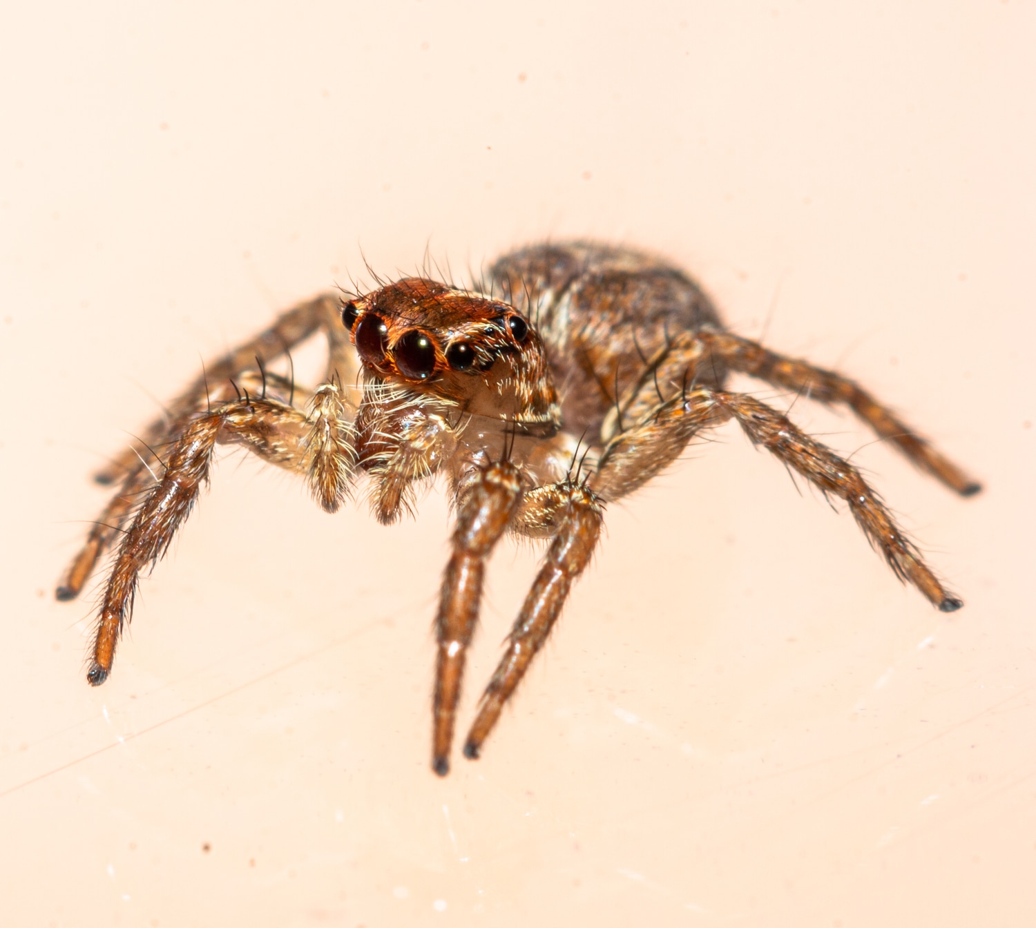 Pantropical Jumper True Spider by Spider Farm - MorphMarket