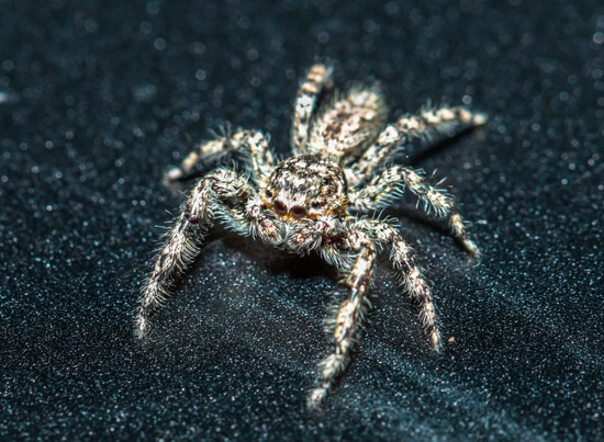 Tan Jumping Spider (Platycryptus Undatus) by Spider Farm