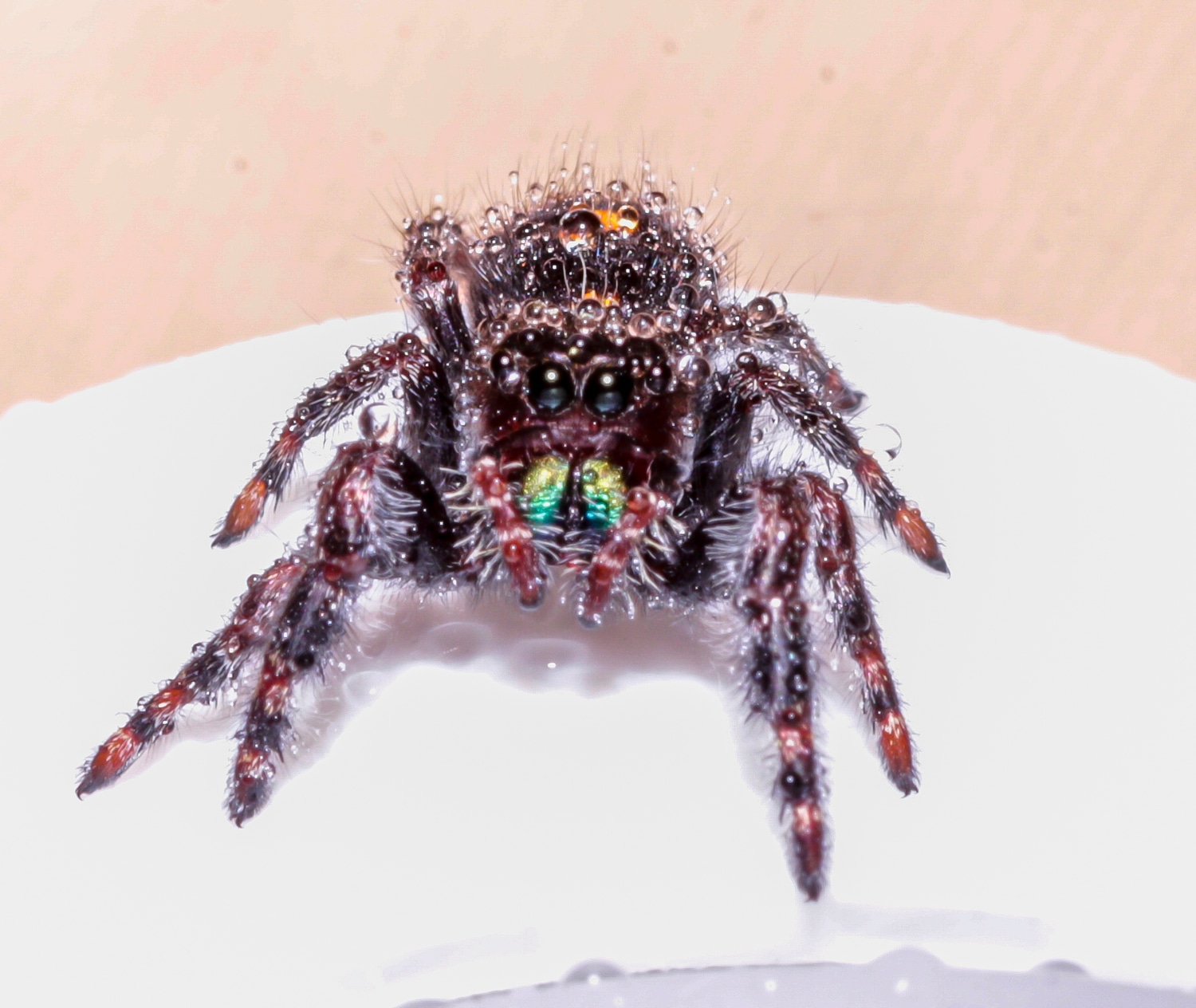 Phidippus Audax/Bold Jumping Spider by Spider Farm - MorphMarket